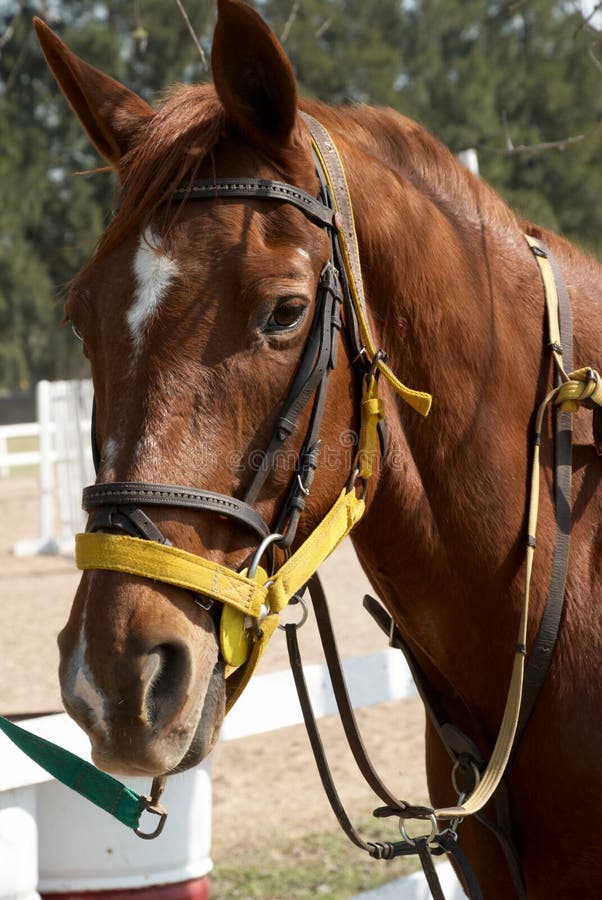 Sorrel horse stock photo. Image of male, head, animal - 11168356