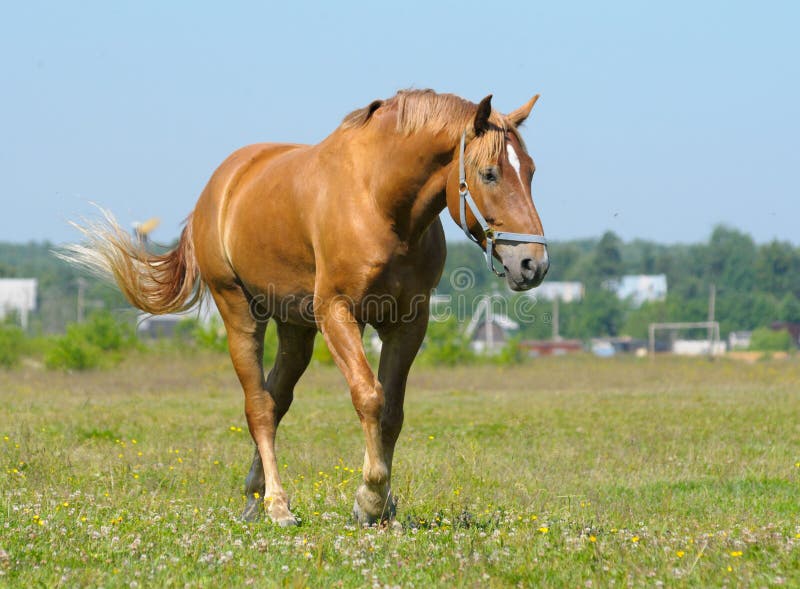 The sorrel horse stock photo. Image of stallion, grassland - 7543878