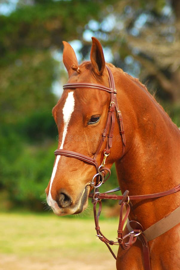 59+ Sorrel horse head Free Stock Photos - StockFreeImages