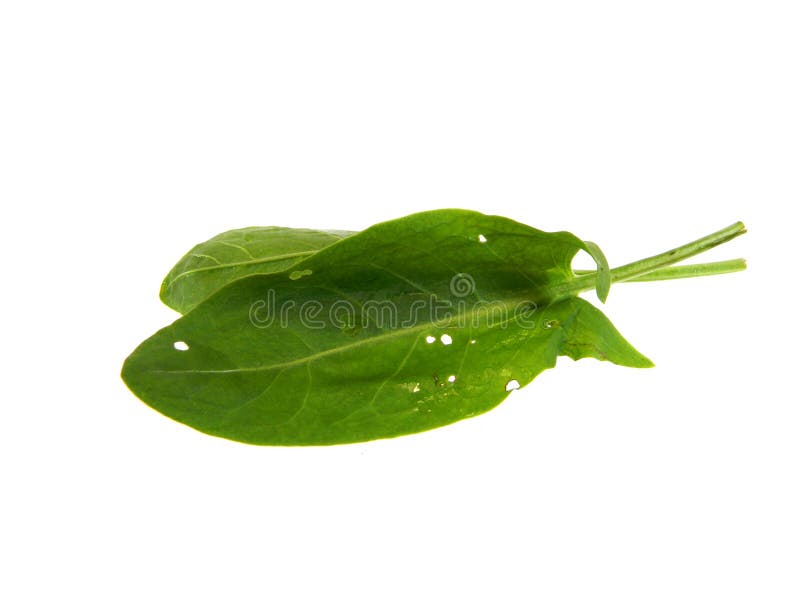 Sorrel Isolated on White Background Stock Image - Image of sabdariffa ...