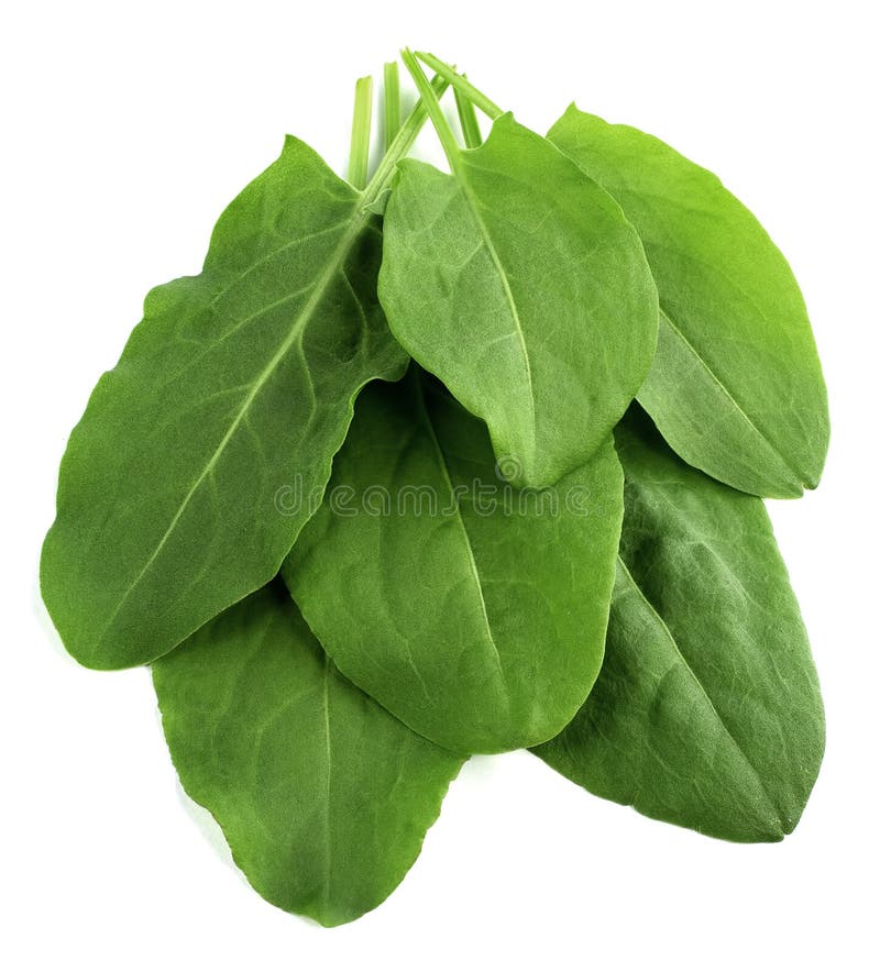 Sorrel Isolated on White Background Stock Image - Image of bunch ...