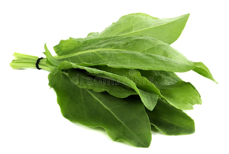 Sorrel Isolated on White Background Stock Photo - Image of closeup ...