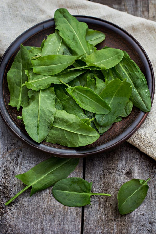 Sorrel leaves stock photo. Image of sorrel, traditional - 53616432