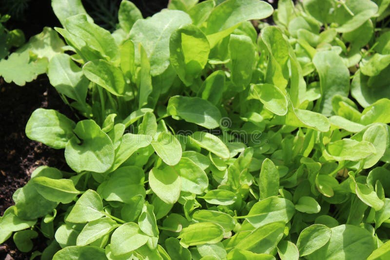Sorrel leaves stock photo. Image of leaves, sorrelleaves - 262110896