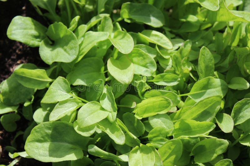 Sorrel leaves stock photo. Image of rumex, agriculture - 262110906