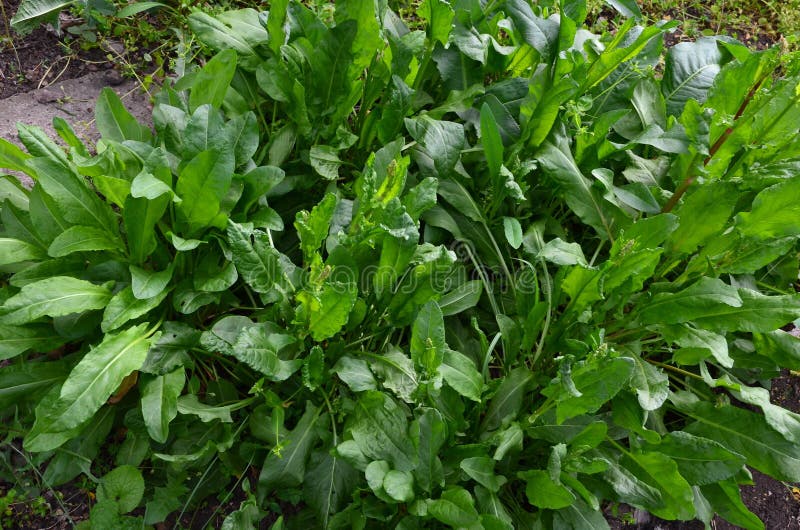 A Sorrel Plantation Photographed on a Spring Day. Stock Photo - Image ...