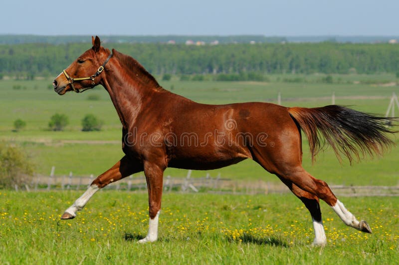 Sorrel stallion stock image. Image of animal, sorrel, pasture - 6421987