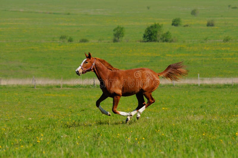 Sorrel stallion stock photo. Image of mammal, mare, stallion - 6422000