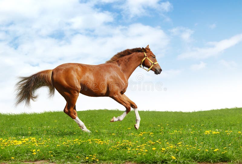Sorrel foal gallops stock image. Image of sorrel, gallop - 4072385