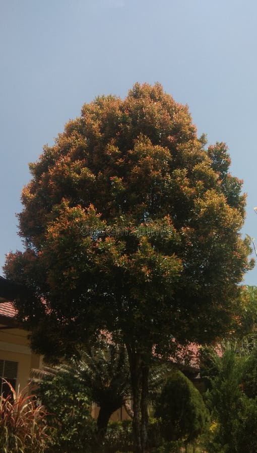 The Sorrel tree in nature stock photo. Image of leaf - 298710354