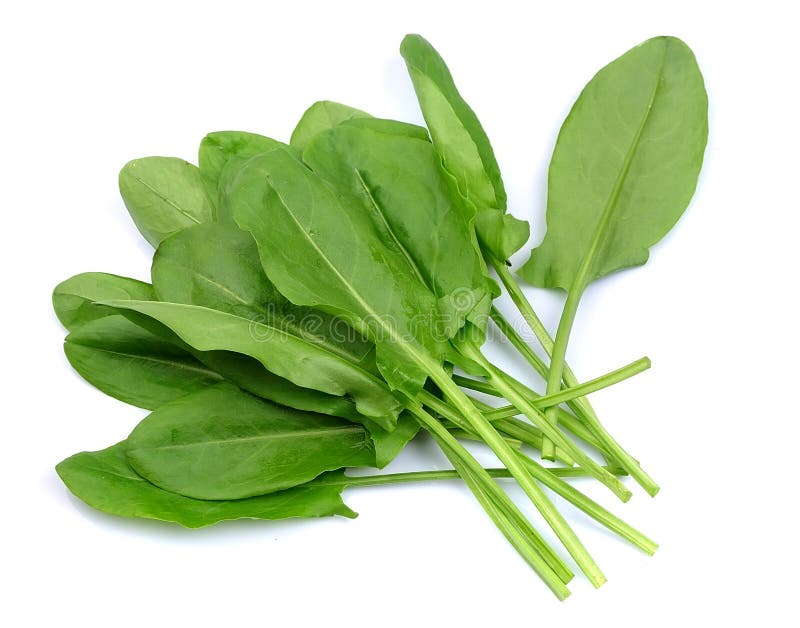 Sorrel stock photo. Image of freshness, sorrel, green - 68679340