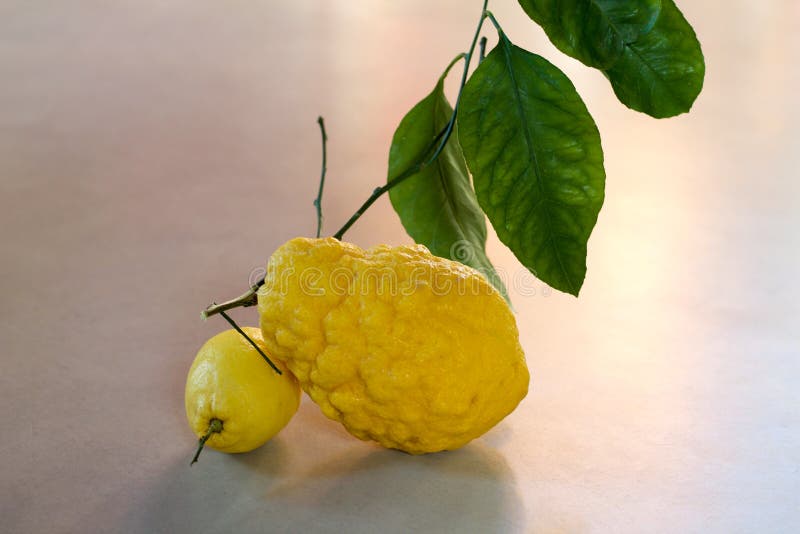 Sorrento Lemon and Cedar with Green Leaves Stock Photo - Image of ...