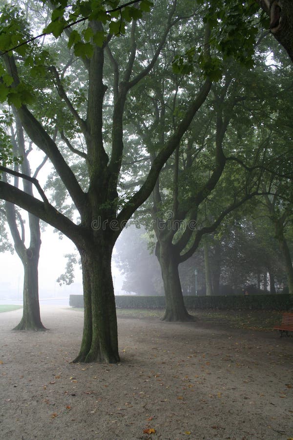 Sorrow stock photo. Image of morning, park, mist, area - 360558