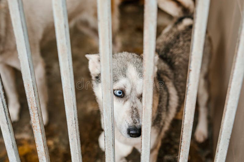 A Sorrowful Stray Dog Sits in a Grimy Cage in the Shelter, Looking ...