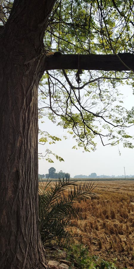 Sorrows stock image. Image of sorrows, nature, dark - 163931861