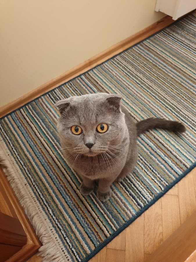 529 Cat Guilty Stock Photos - Free & Royalty-Free Stock Photos from ...