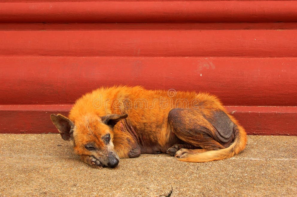 Sorry dog stock image. Image of skin, space, canine, problem - 6065075