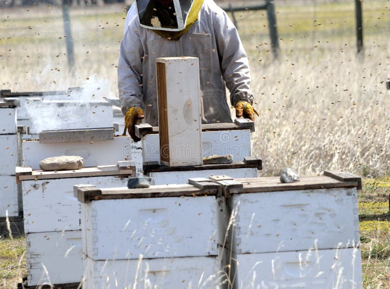 Commercial Bee Enterprise: Beekeeper at Work Stock Image - Image of ...