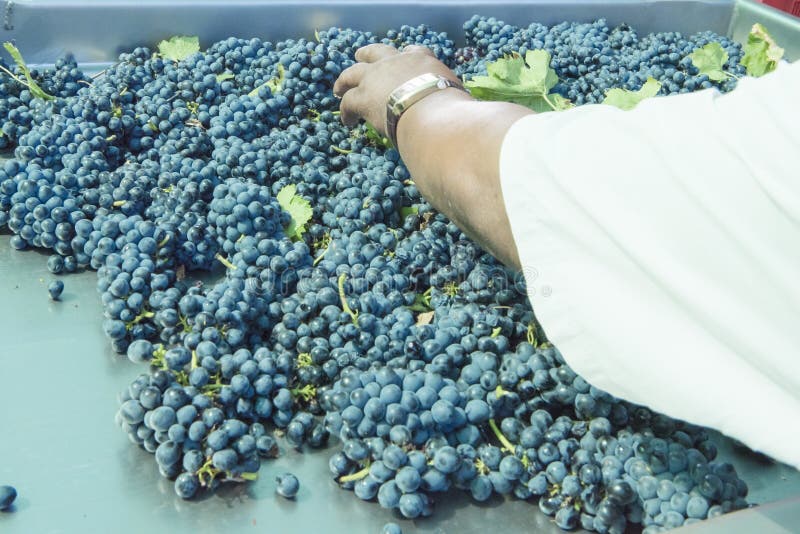 Sorting blue grapes stock image. Image of loading, sorting - 67253275