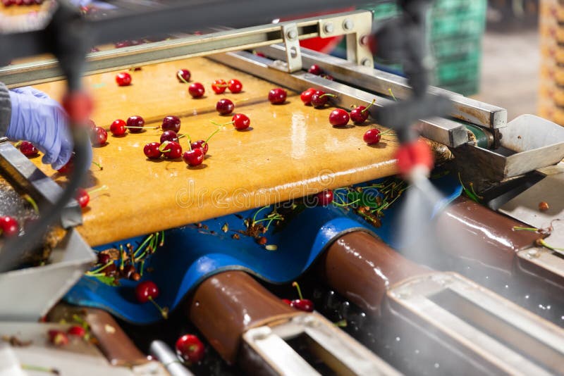 Sorting of cherries stock image. Image of export, water - 238082611