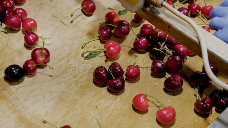 Cherries are Sorting on a Conveyor Stock Video - Video of factory ...
