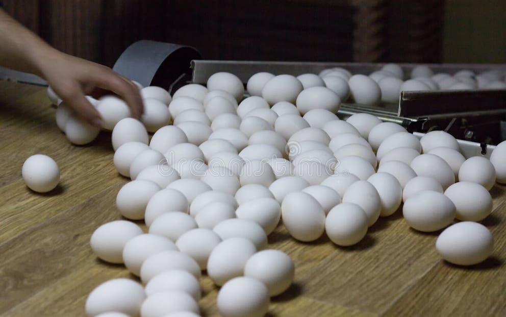 Sorting Chicken Eggs by Workers at a Poultry Farm, Close-up, Process ...