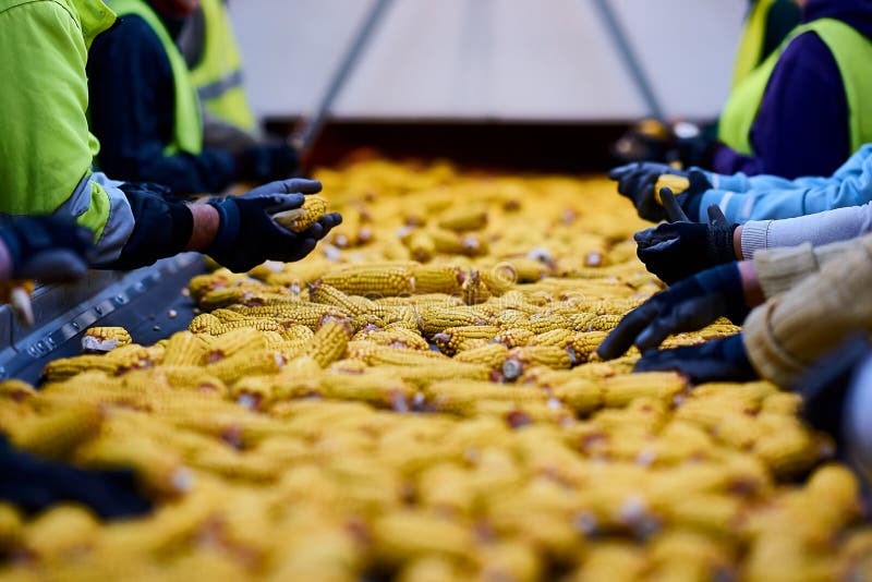Sorting Corn Close-up on the Conveyor Stock Image - Image of hands ...