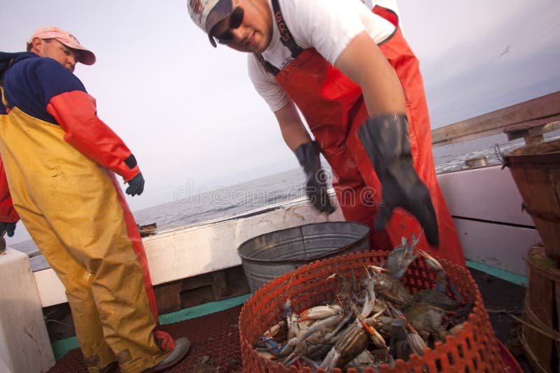 Sorting the Crabs into Pots Editorial Photography - Image of sunrise ...