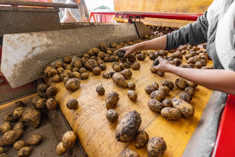 Sorting of earthy potatoes stock image. Image of manual - 258389857