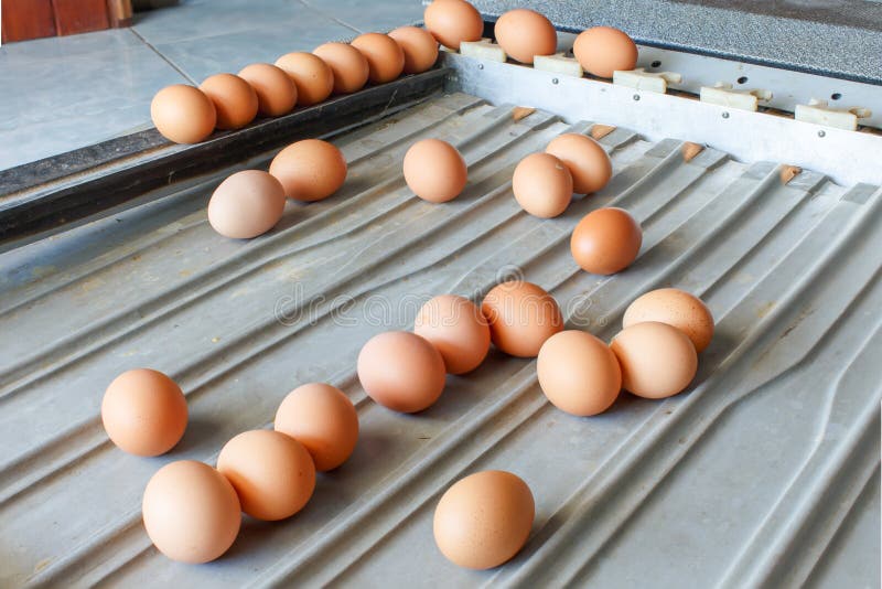 Sorting Eggs Closeup Detail Tool Stock Photo - Image of group ...
