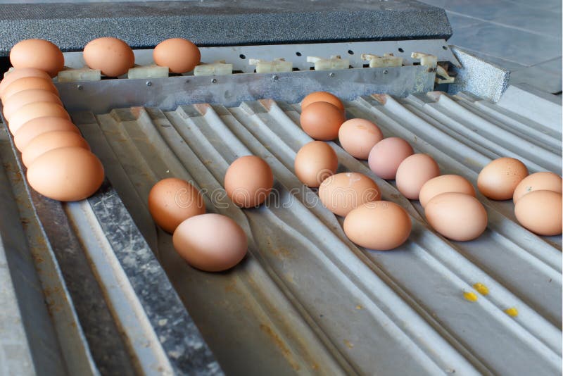 Sorting Eggs Closeup Detail Tool Stock Image - Image of healthy, farm ...