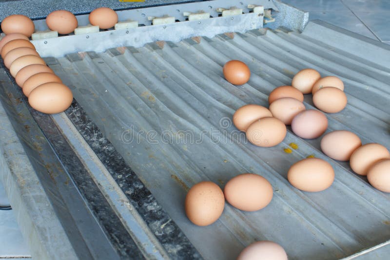 Sorting eggs detail stock photo. Image of group, brown - 74968986
