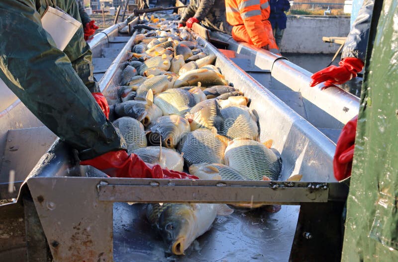 Sorting a freshwater fish stock photo. Image of business - 69896348