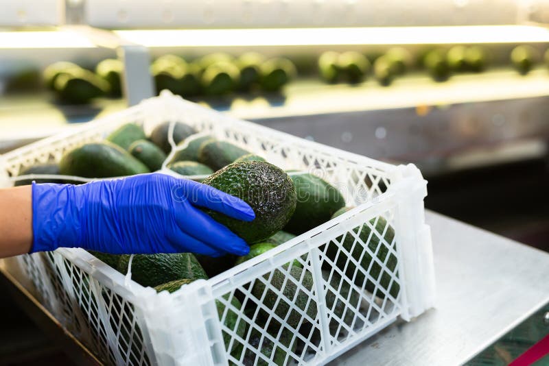 Packing Ripe Hass Avocados Stock Photos - Free & Royalty-Free Stock ...