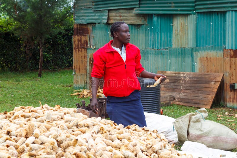 Sorting maize cobs editorial image. Image of workers - 64189730