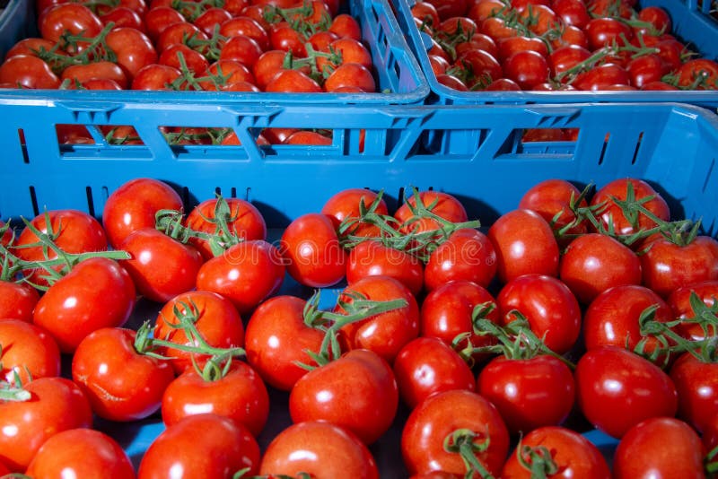 255 Tomato Sorting Stock Photos - Free & Royalty-Free Stock Photos from ...