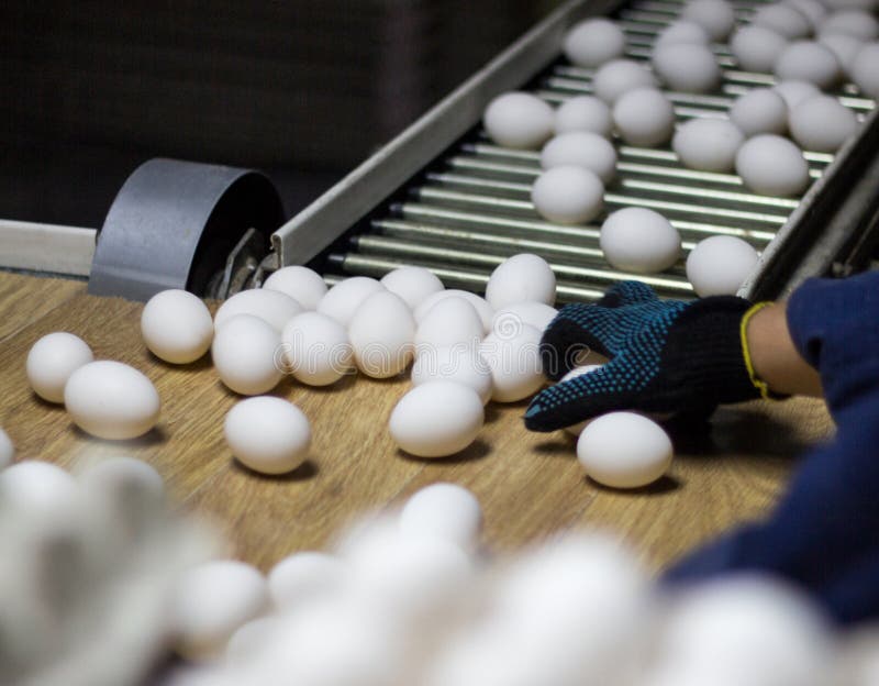 Sorting and Packing of Chicken Eggs at a Poultry Farm, Chicken Eggs on ...