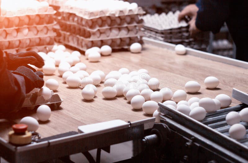 Sorting and Packing of Chicken Eggs at a Poultry Farm, Chicken Eggs on ...