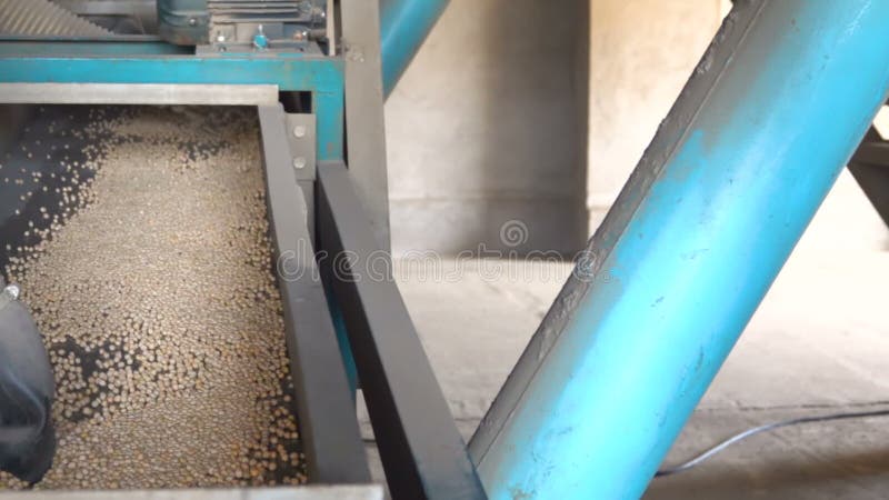 Sorting Pea Seed on the Elevator Stock Video - Video of import ...