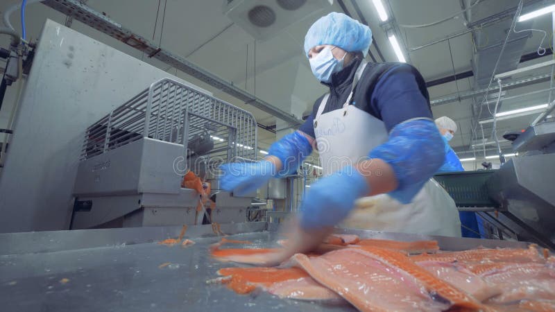 Sorting Process of Fresh Salmon Trunks. Fish Factory. Stock Video ...