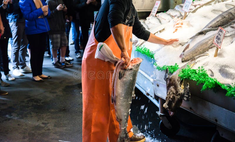 Sorting Salmon Fish Display Stock Image - Image of marine, chest: 57152489