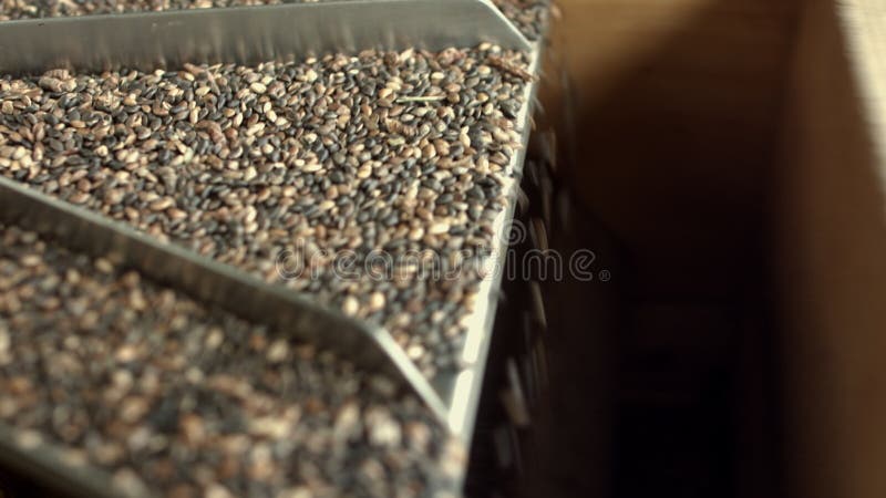 Seed Sorting with Seeding Lines. Stock Footage - Video of technology ...