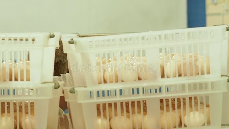 Sorting and Selection Chickens in Incubator Containers Stock Video ...
