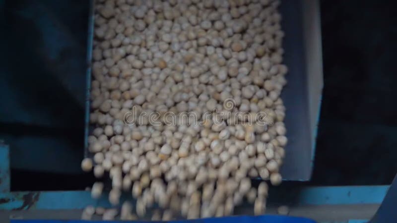 Sorting Pea Seed on the Elevator Stock Video - Video of import ...