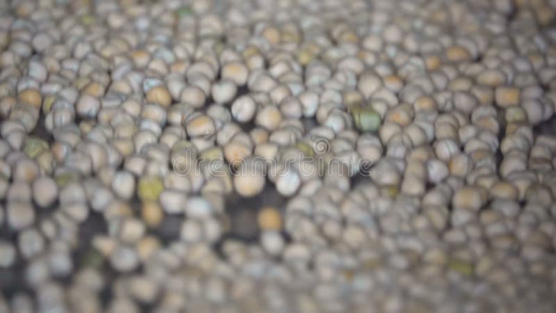 Sorting Pea Seed on the Elevator Stock Video - Video of crop, commerce ...