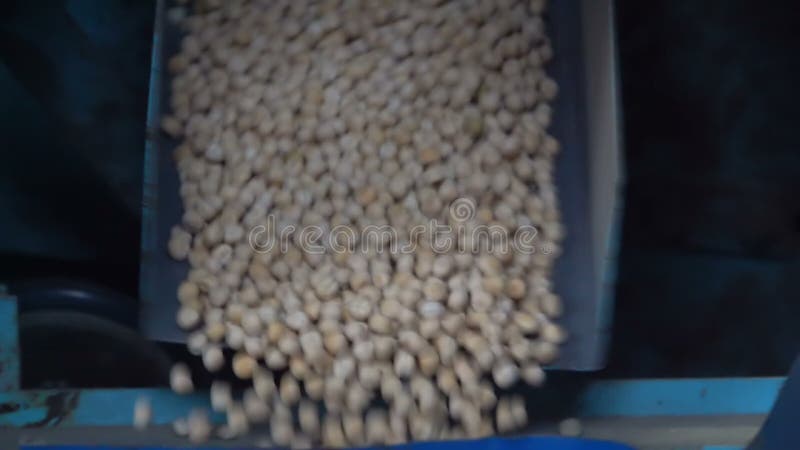 Sorting Pea Seed on the Elevator Stock Video - Video of import ...