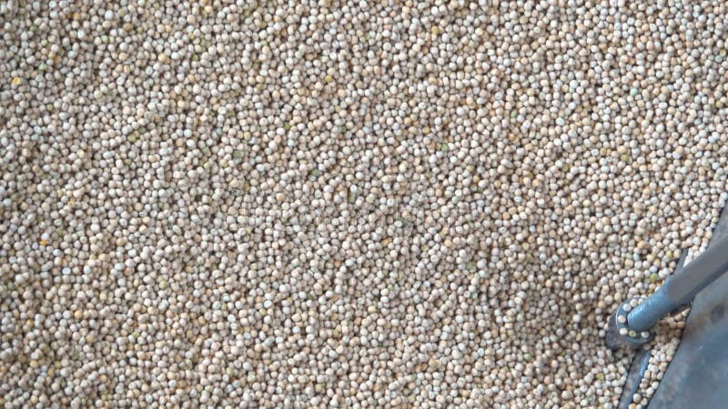 Sorting Pea Seed on the Elevator Stock Footage - Video of business ...