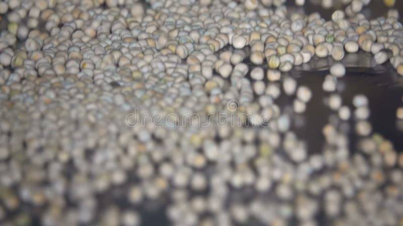 Sorting Pea Seed on the Elevator Stock Video - Video of import ...