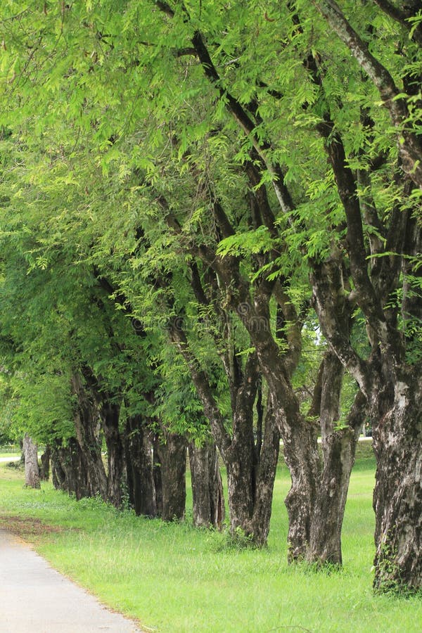 Sorting tree stock image. Image of wood, tree, pathway - 25442133