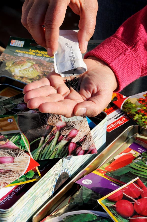 Sorting Vegetable Seeds for Sowing. Editorial Stock Photo - Image of ...